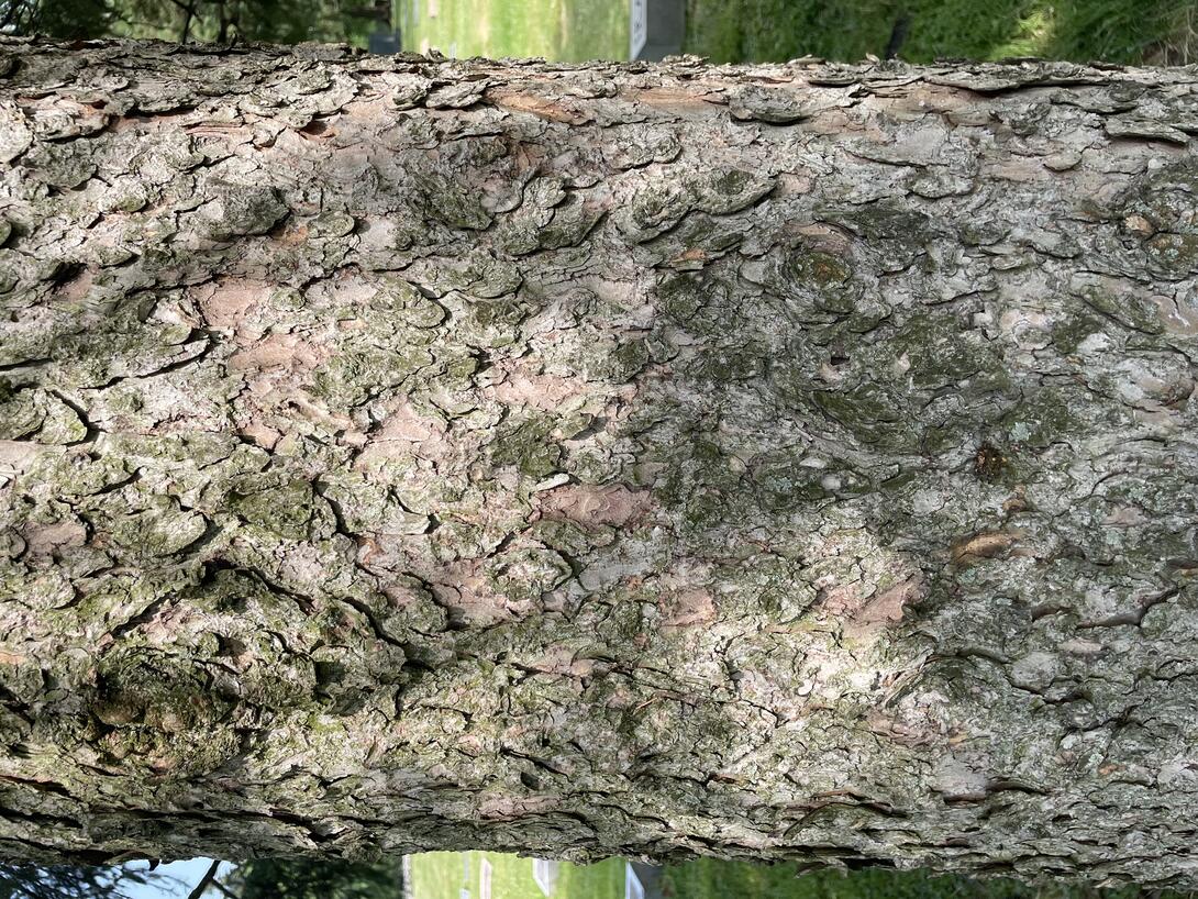 White Spruce | CMP Tree Selection Tool